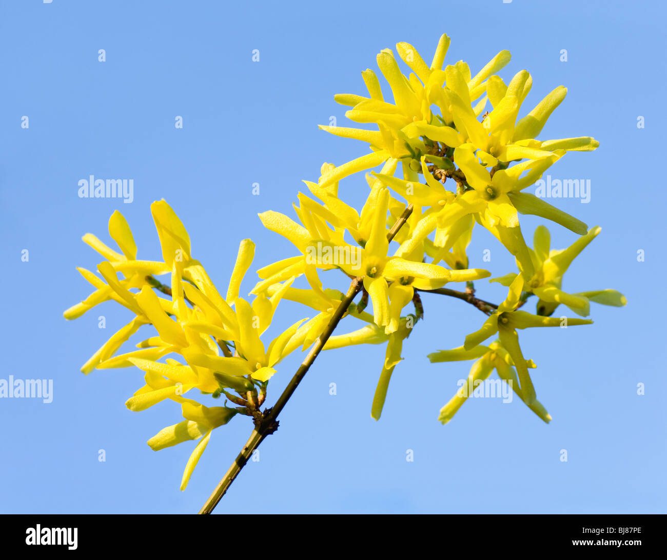 Yellow forsythia bush blossom hi-res stock photography and images - Alamy