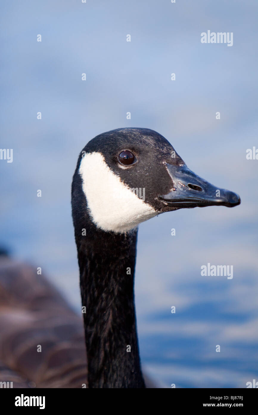 Canada goose in the water Stock Photo - Alamy