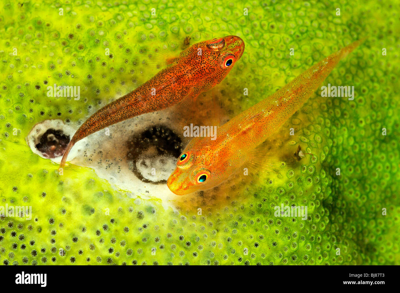 Pleurosicya mossambica, Polycarpa sp., pair of Toothy goby laying eggs ...