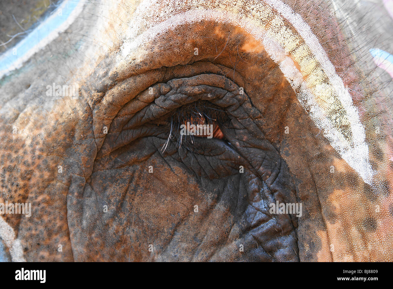 Elephants Eye Stock Photos & Elephants Eye Stock Images - Alamy