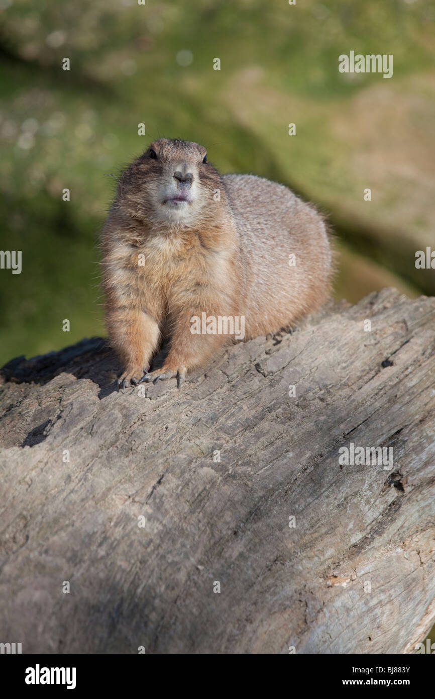 suricate in the zoo Stock Photo - Alamy