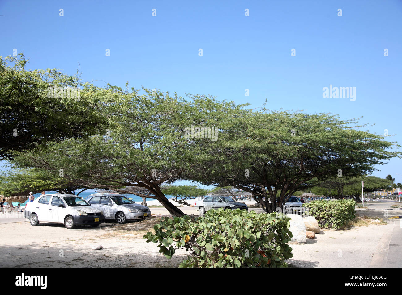 Aruba Watapana trees Stock Photo - Alamy