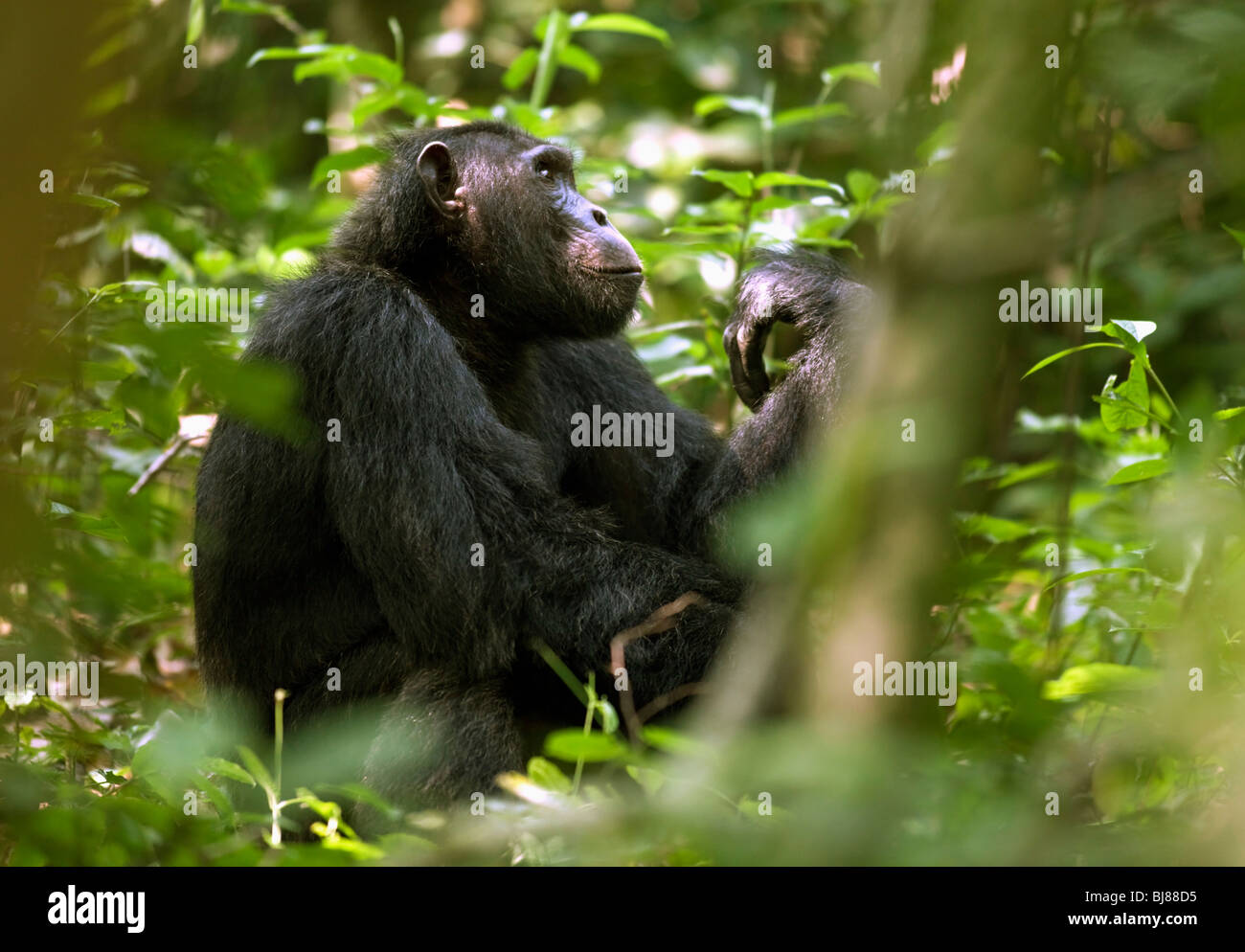 Ground troop hi-res stock photography and images - Alamy