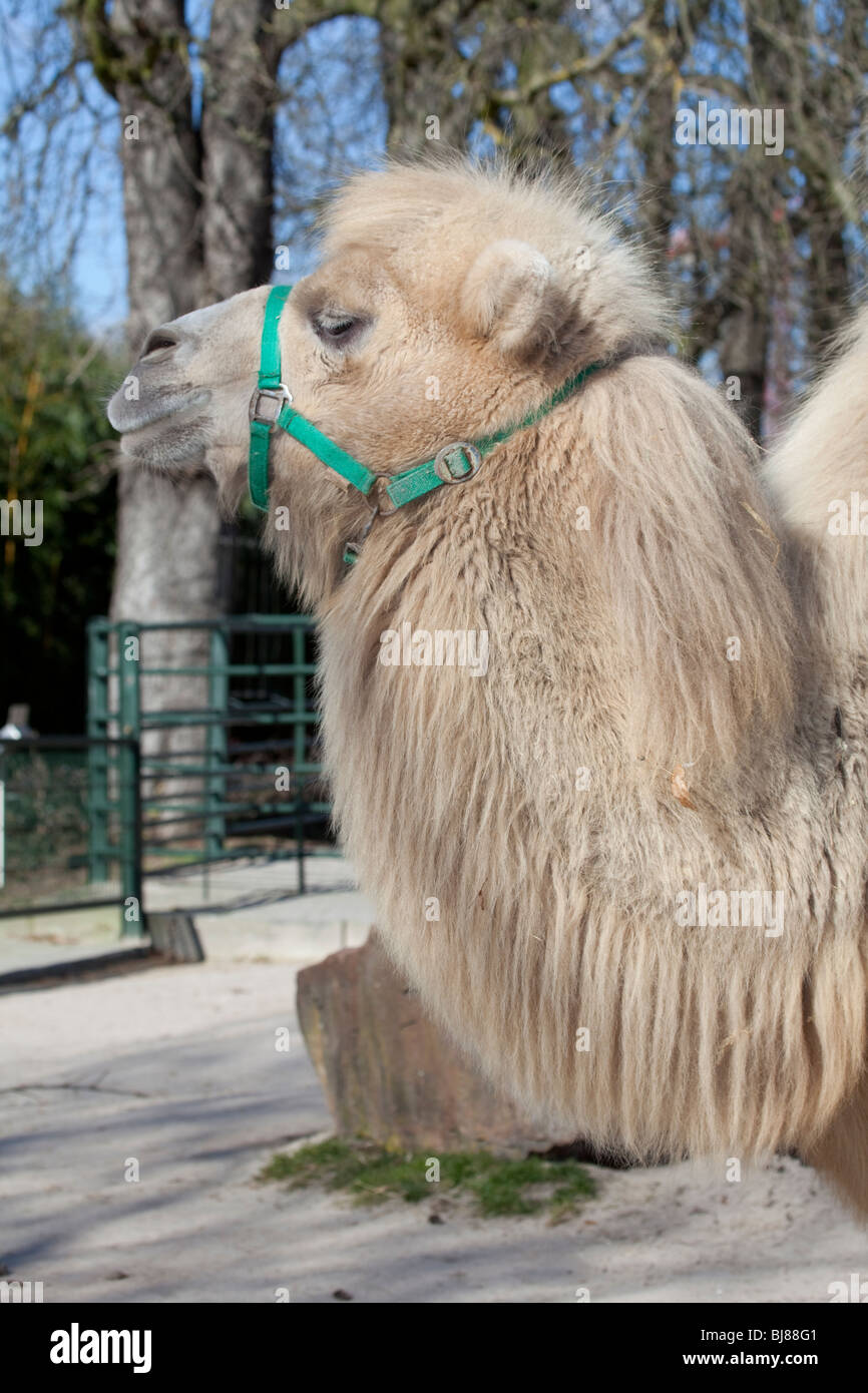 camel in the zoo Stock Photo - Alamy