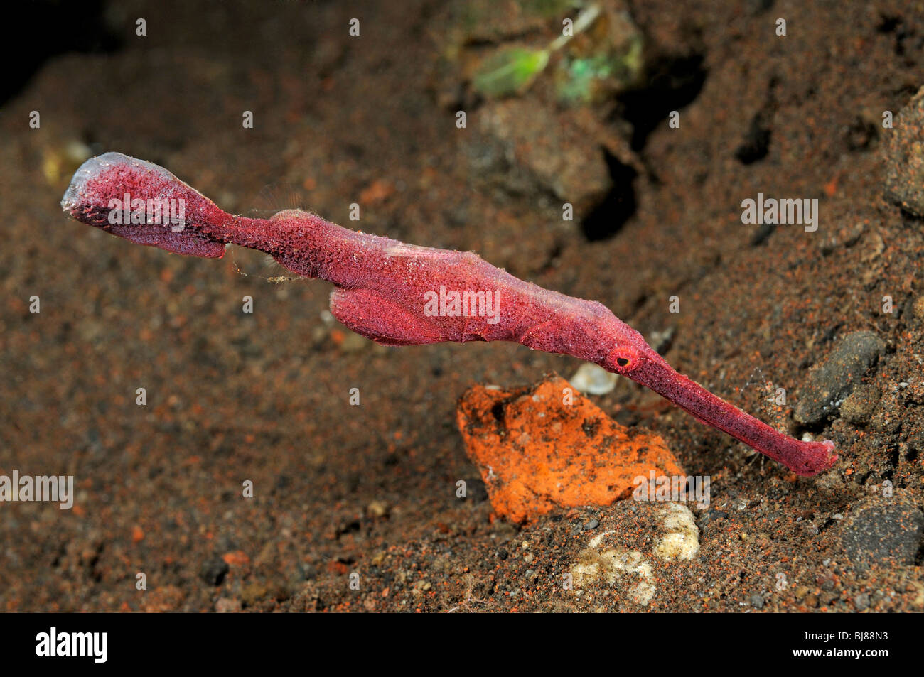 Sponge ghostpipefish hi-res stock photography and images - Alamy