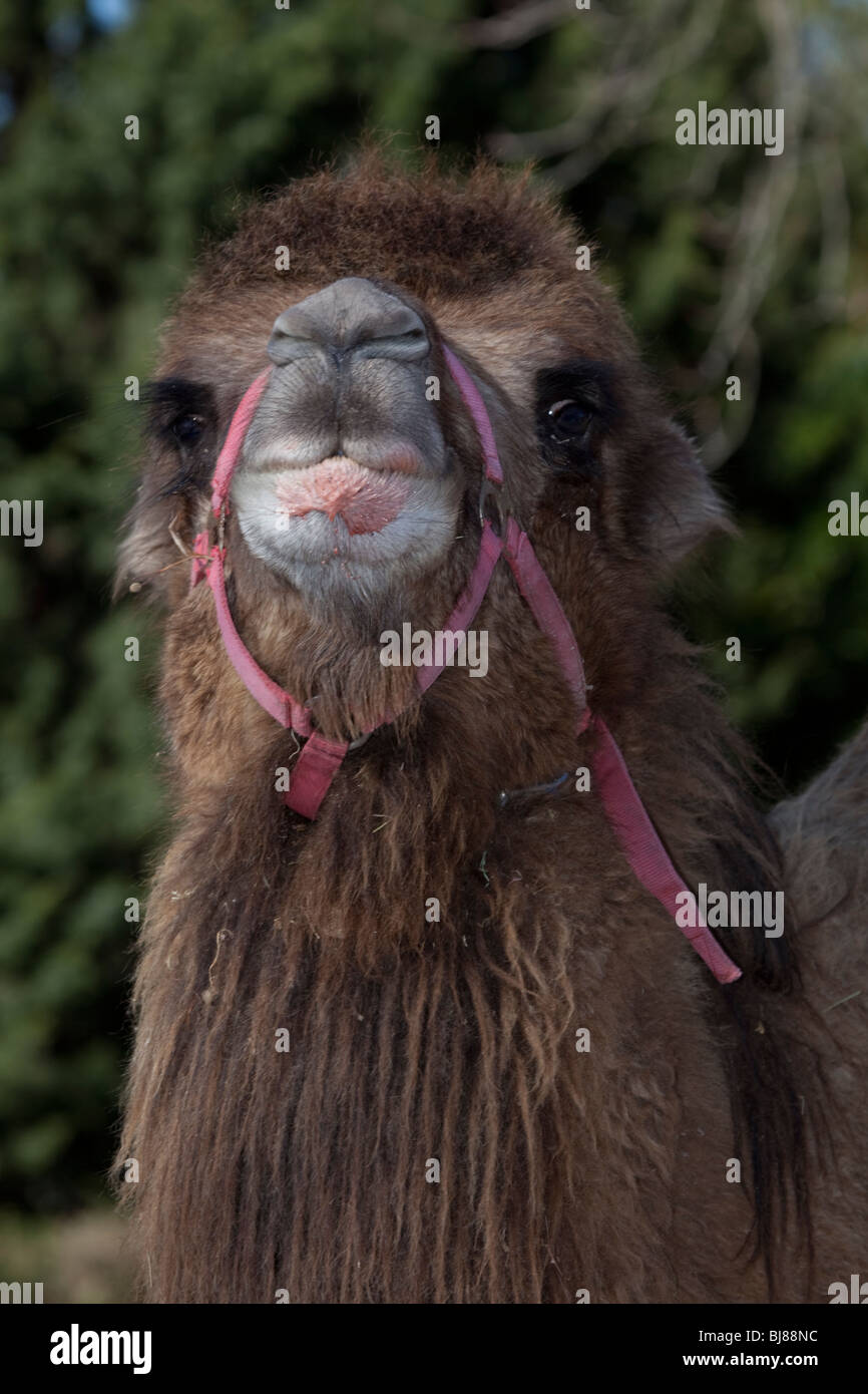 camel in the zoo Stock Photo - Alamy