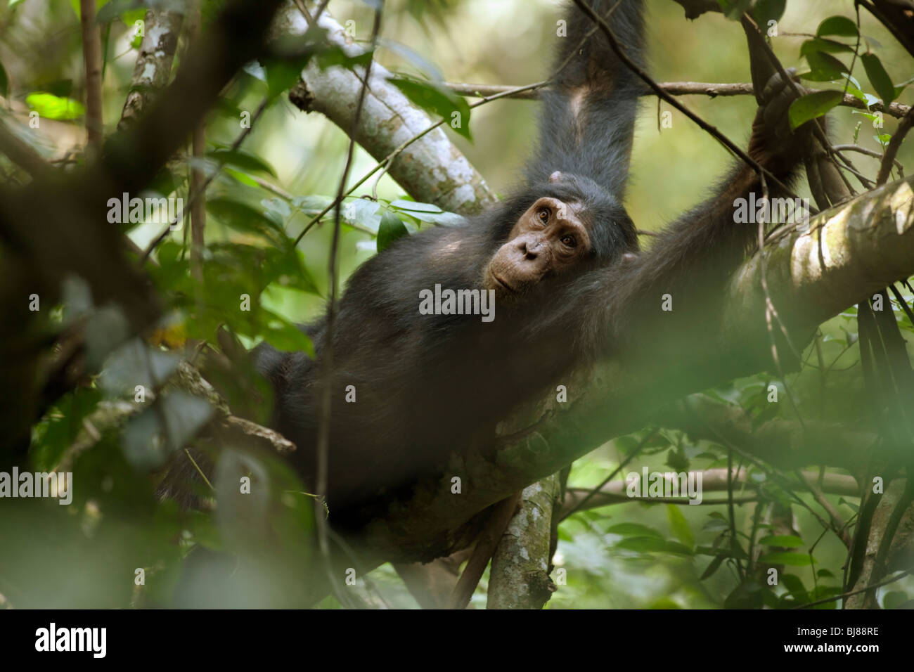 Maji maji hi-res stock photography and images - Alamy