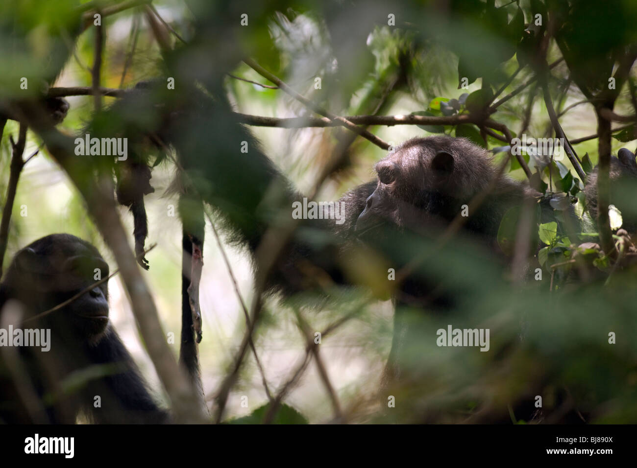 Chimpanzee eating monkey meat hi-res stock photography and images - Alamy