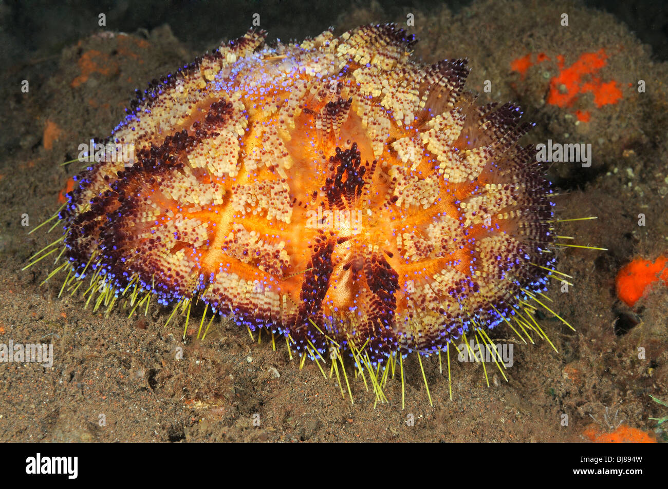 Asthenosoma varium hi-res stock photography and images - Alamy