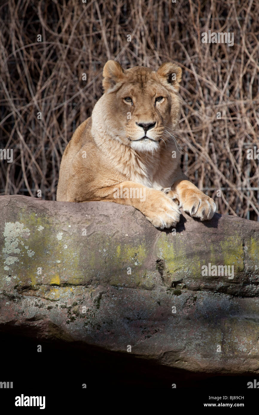 Lion in the sun hi-res stock photography and images - Alamy