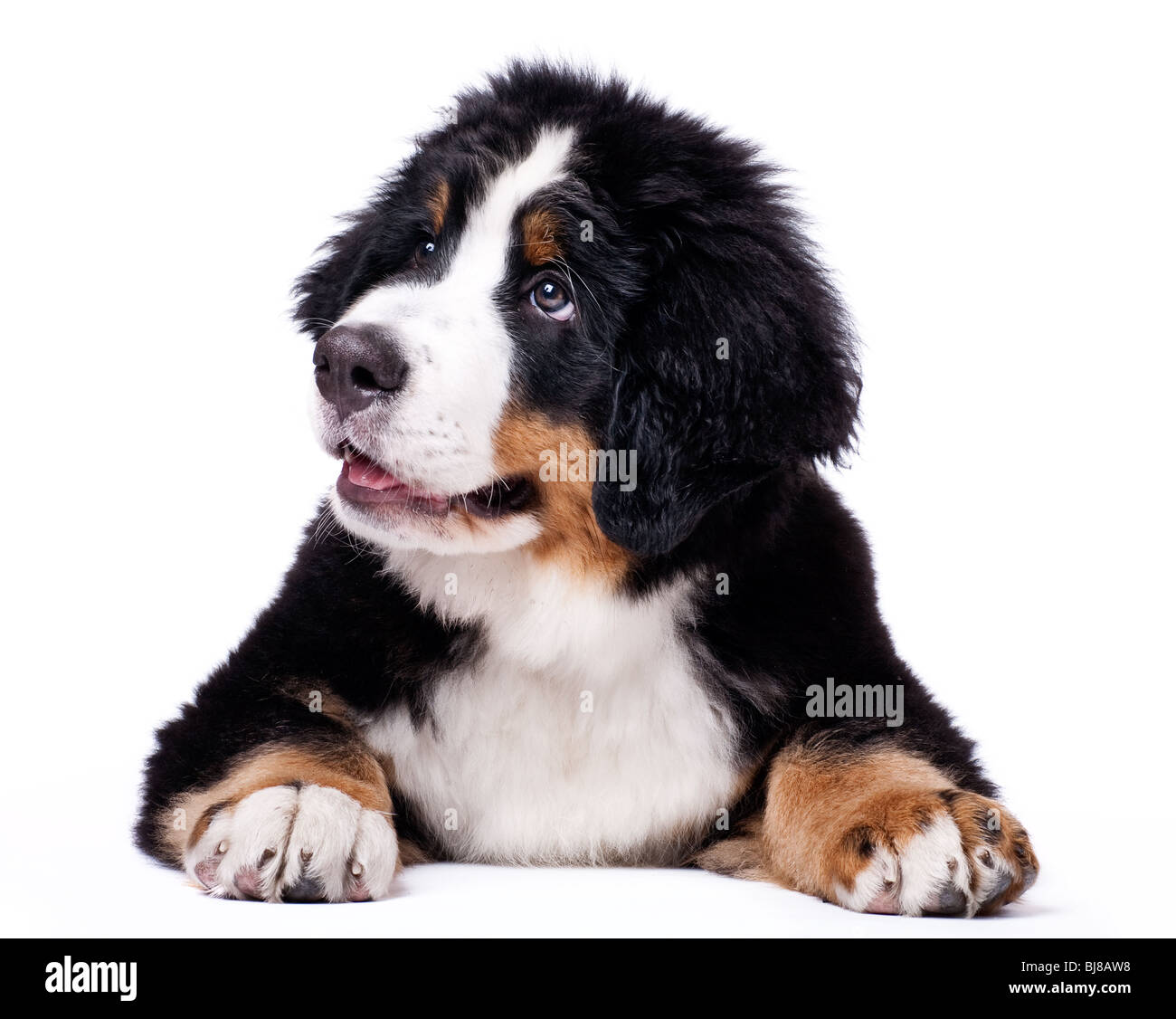 Bouvier Bernois Puppies