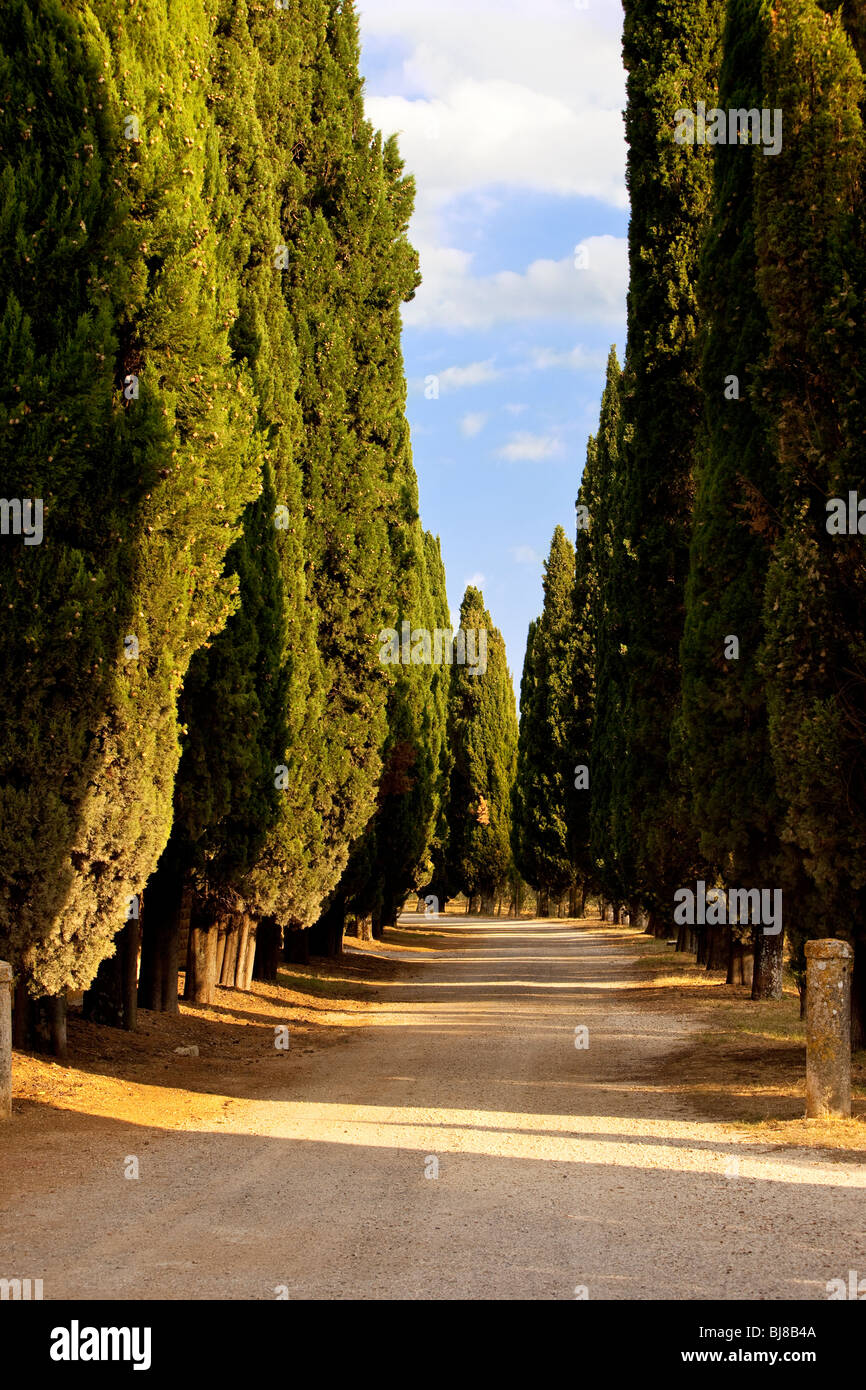 Cypress trees line a country road near Pienza, Tuscany Italy Stock ...