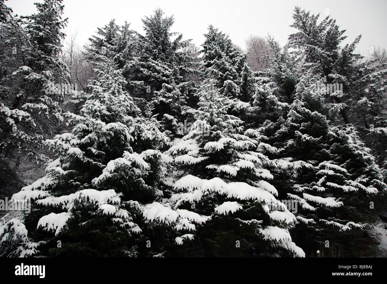 Snow covered conifer trees,Derbyshire,Peak District,UK Stock Photo - Alamy