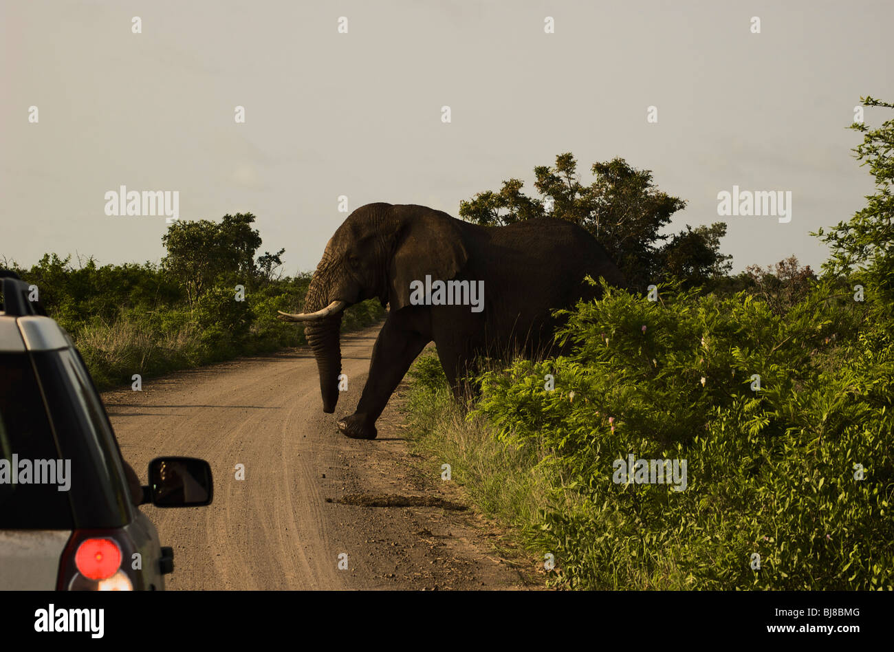 elephant crossing road, kruger national park Stock Photo - Alamy