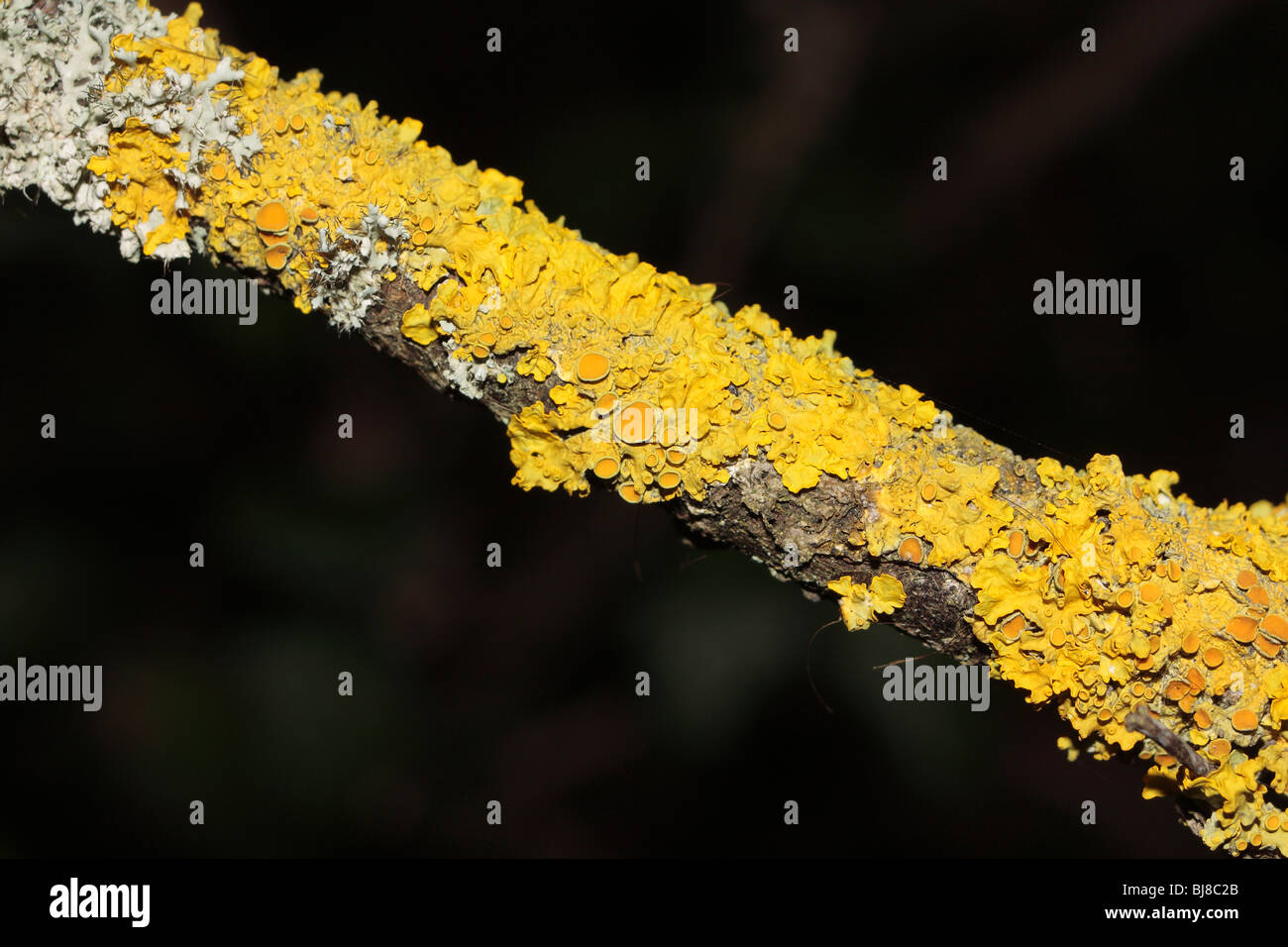Encrusted with lichen hi-res stock photography and images - Alamy