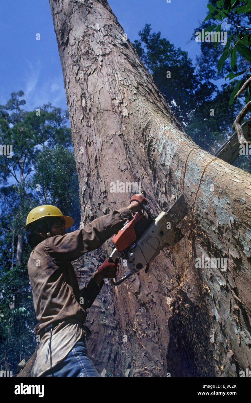 Tropical timber production forest hi-res stock photography and images ...
