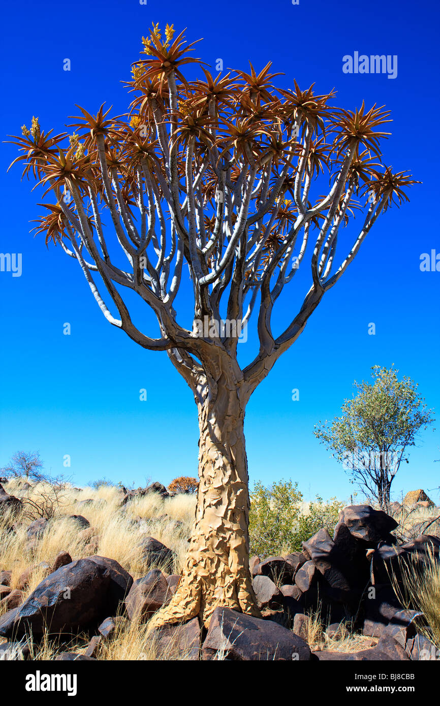 Africa Keetmanshoop Kokerboem Namibia Quiver Tree Stock Photo - Alamy