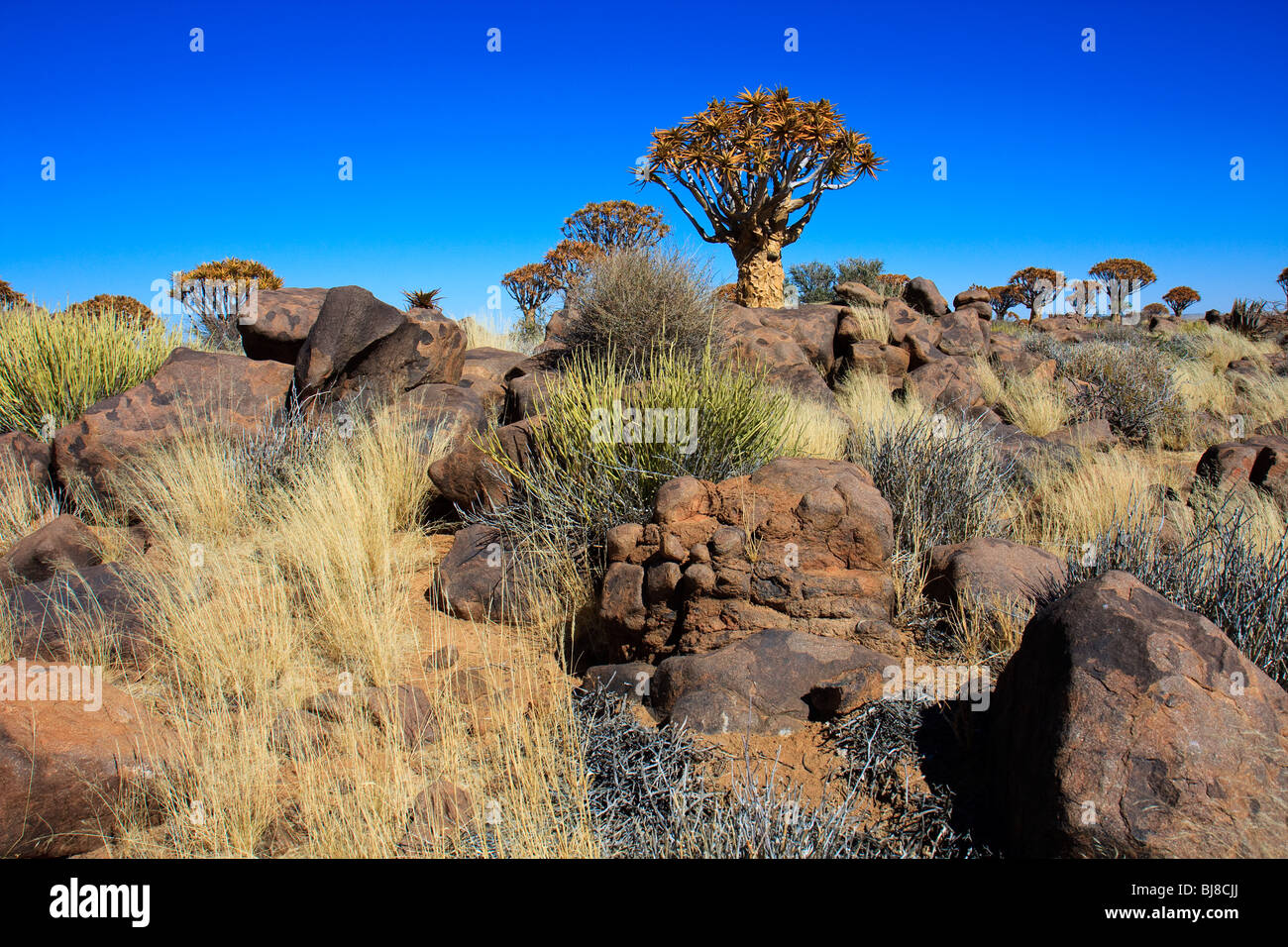 Africa Keetmanshoop Kokerboem Namibia Quiver Tree Stock Photo - Alamy