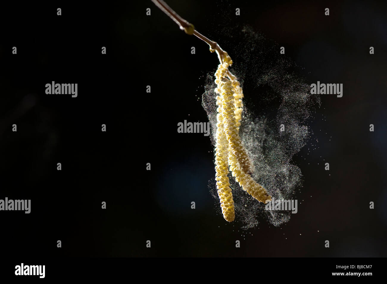 Corylus avellana tree hi-res stock photography and images - Alamy