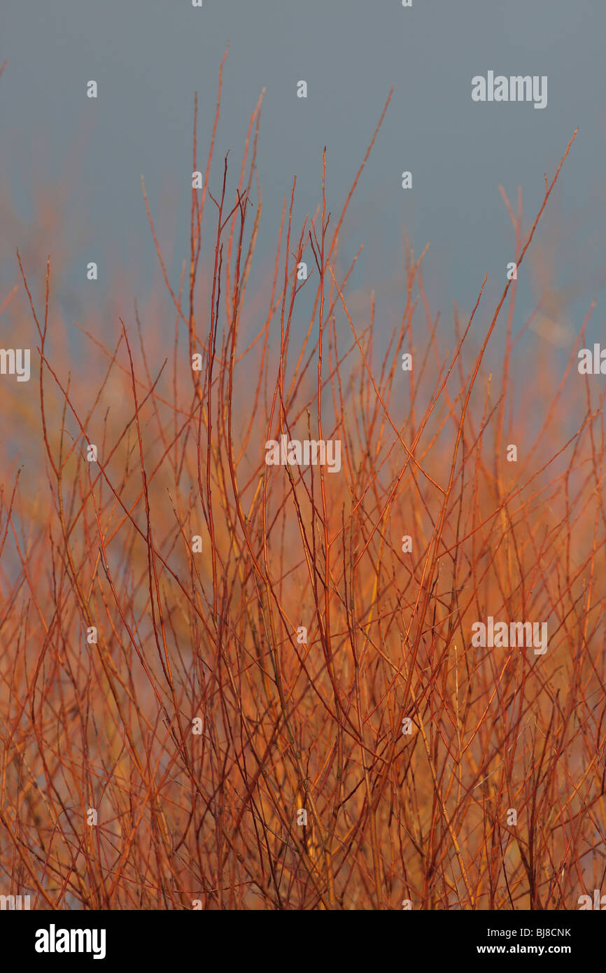 Osier willow tree salix viminalis hi-res stock photography and images ...