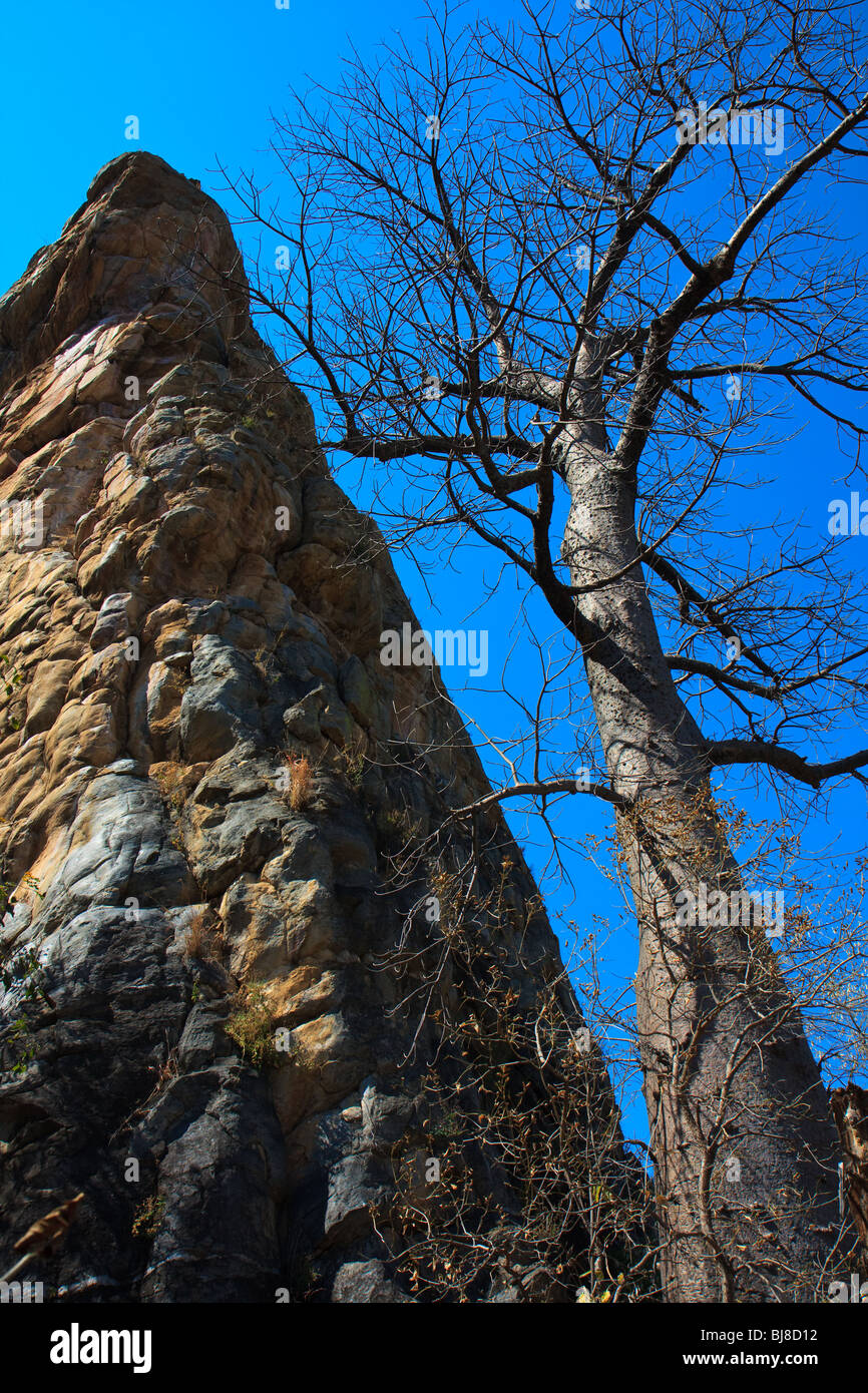 Africa Botswana Rock Tree Tsodilo Hills Stock Photo - Alamy