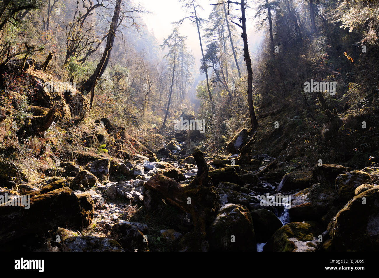 Himalaya forest hi-res stock photography and images - Alamy