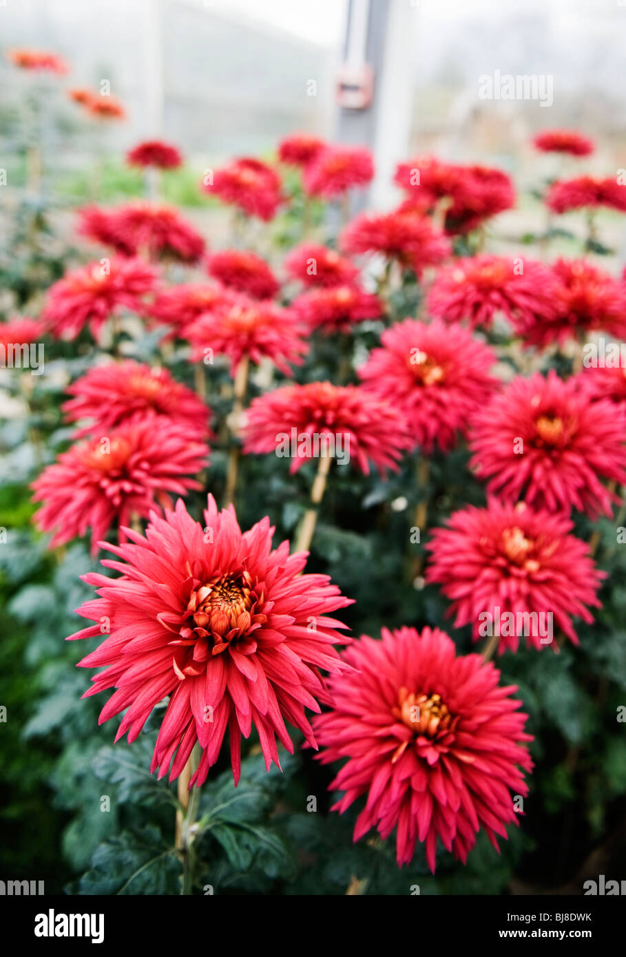 Dahlia Leaves High Resolution Stock Photography and Images - Alamy