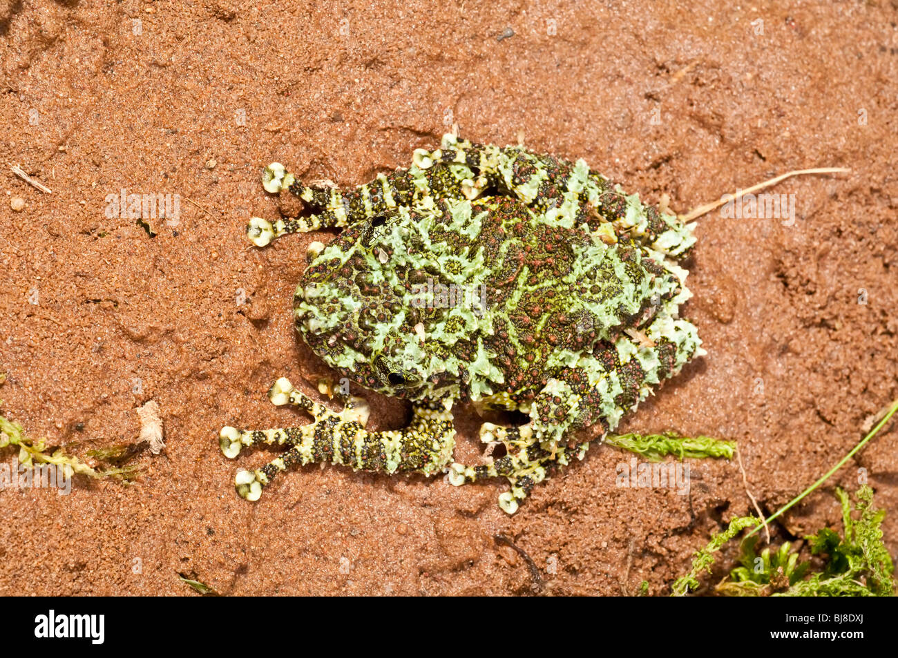 Vietnamese moss frog hi-res stock photography and images - Alamy