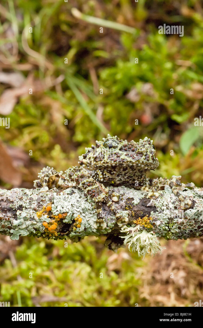 Vietnamese moss frog hi-res stock photography and images - Alamy