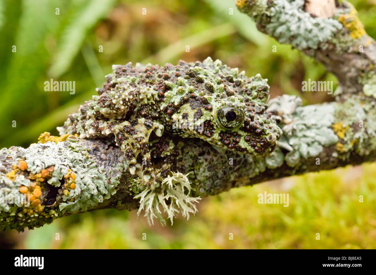 Vietnamese moss frog hi-res stock photography and images - Alamy
