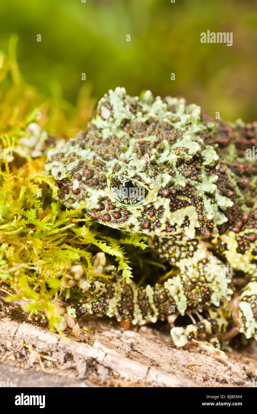 Vietnamese moss frog hi-res stock photography and images - Alamy