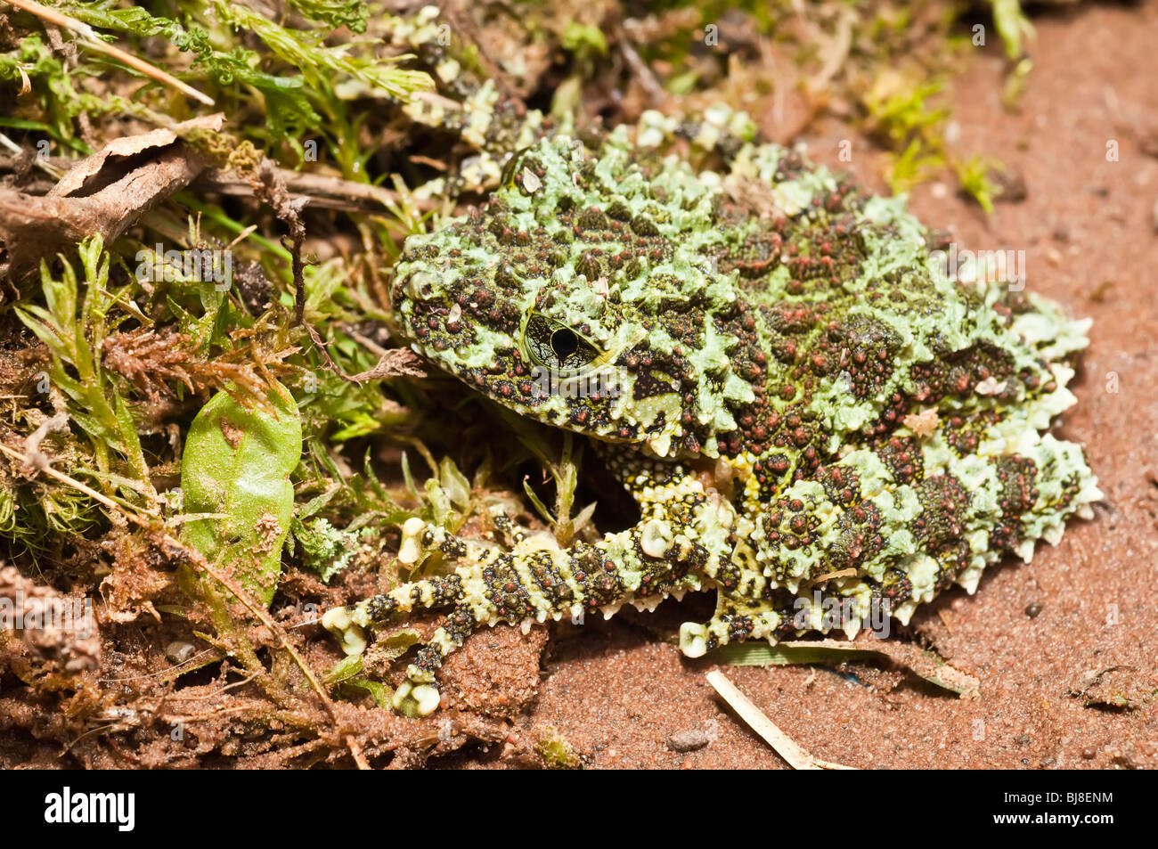 Vietnamese moss frog hi-res stock photography and images - Alamy