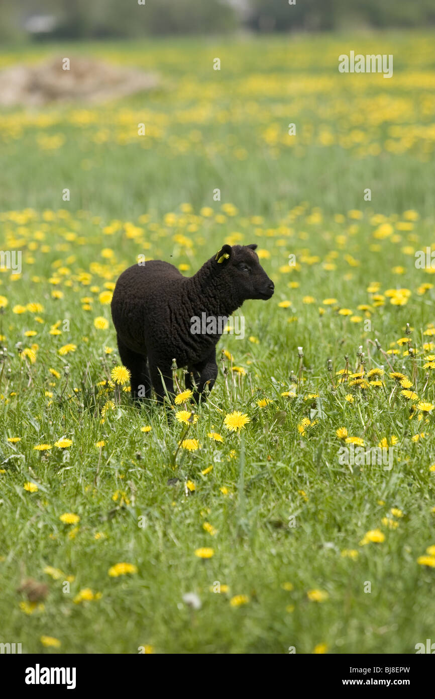 348 301 175 hi-res stock photography and images - Alamy