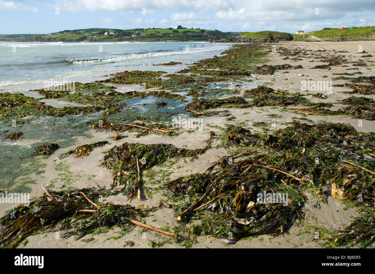 Seaweed on Inchydoney beach, near Clonakilty, County Cork, Ireland ...