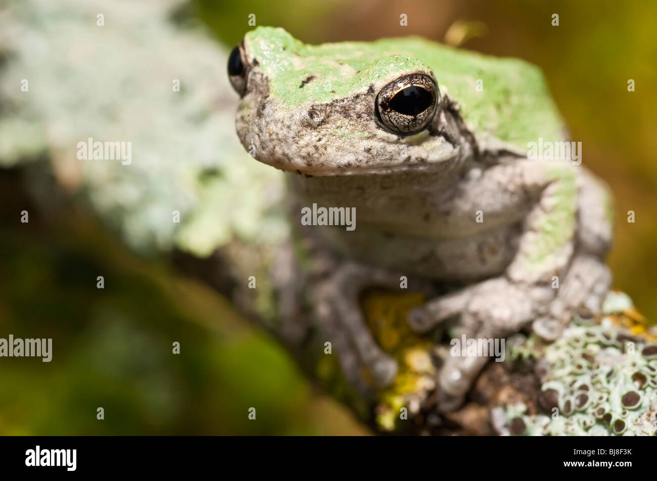 Cope's grey tree frog, Hyla chrysoscelis, native the to United States ...