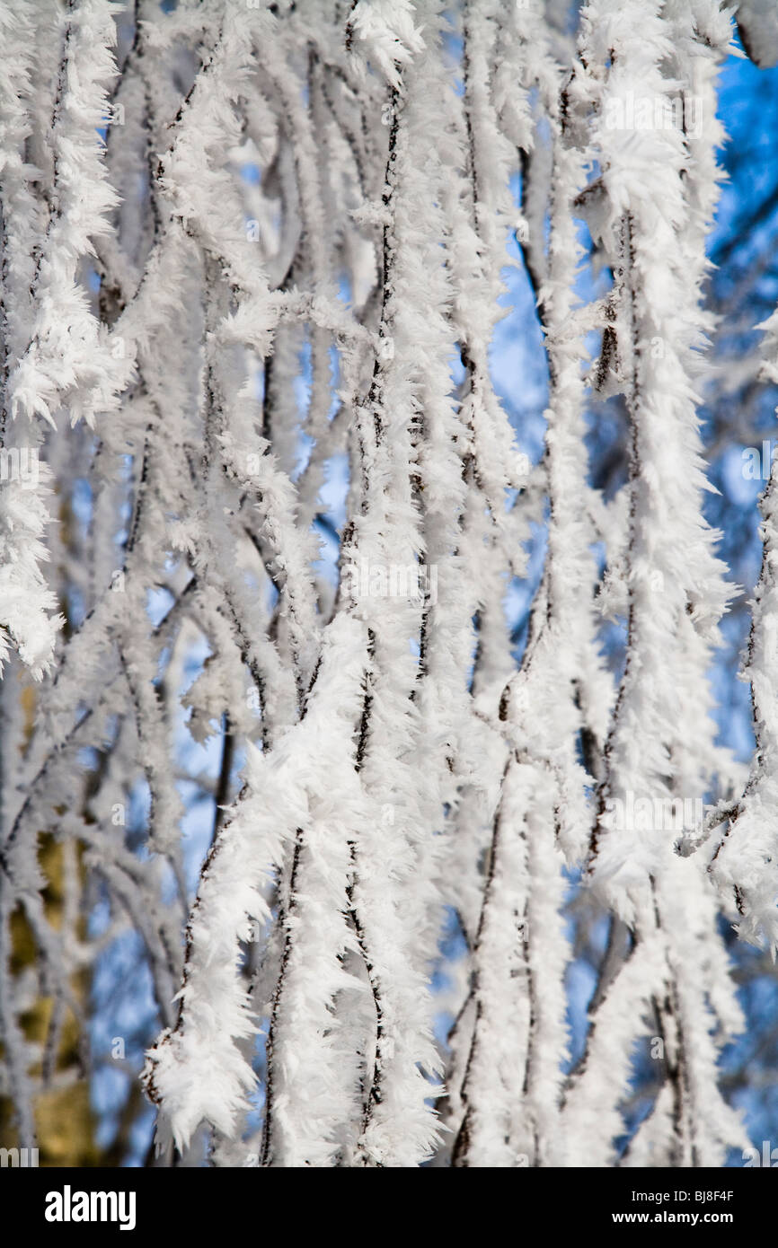 White frosted tree in December Stock Photo - Alamy