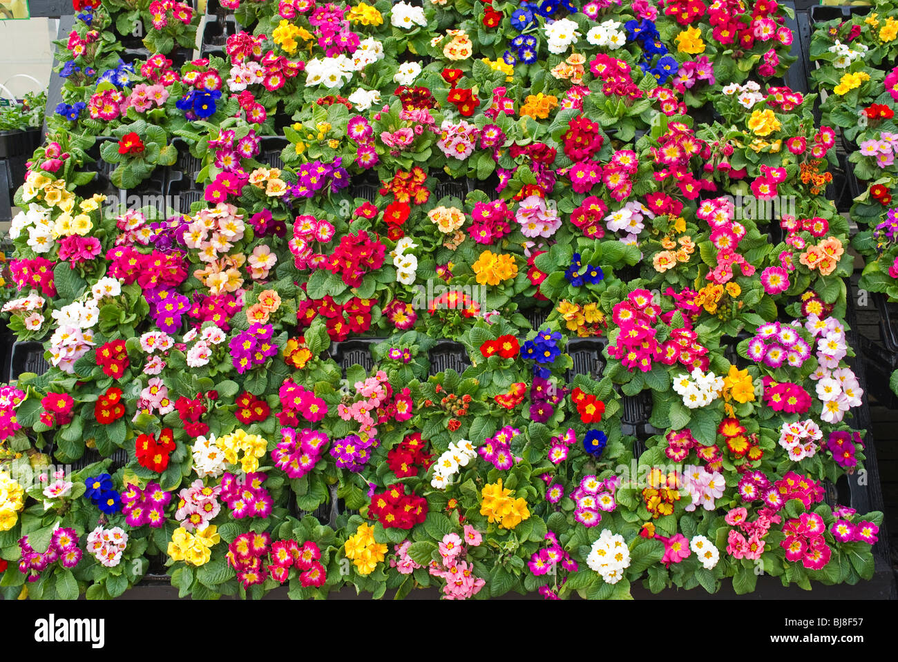 Primroses for sale hi-res stock photography and images - Alamy