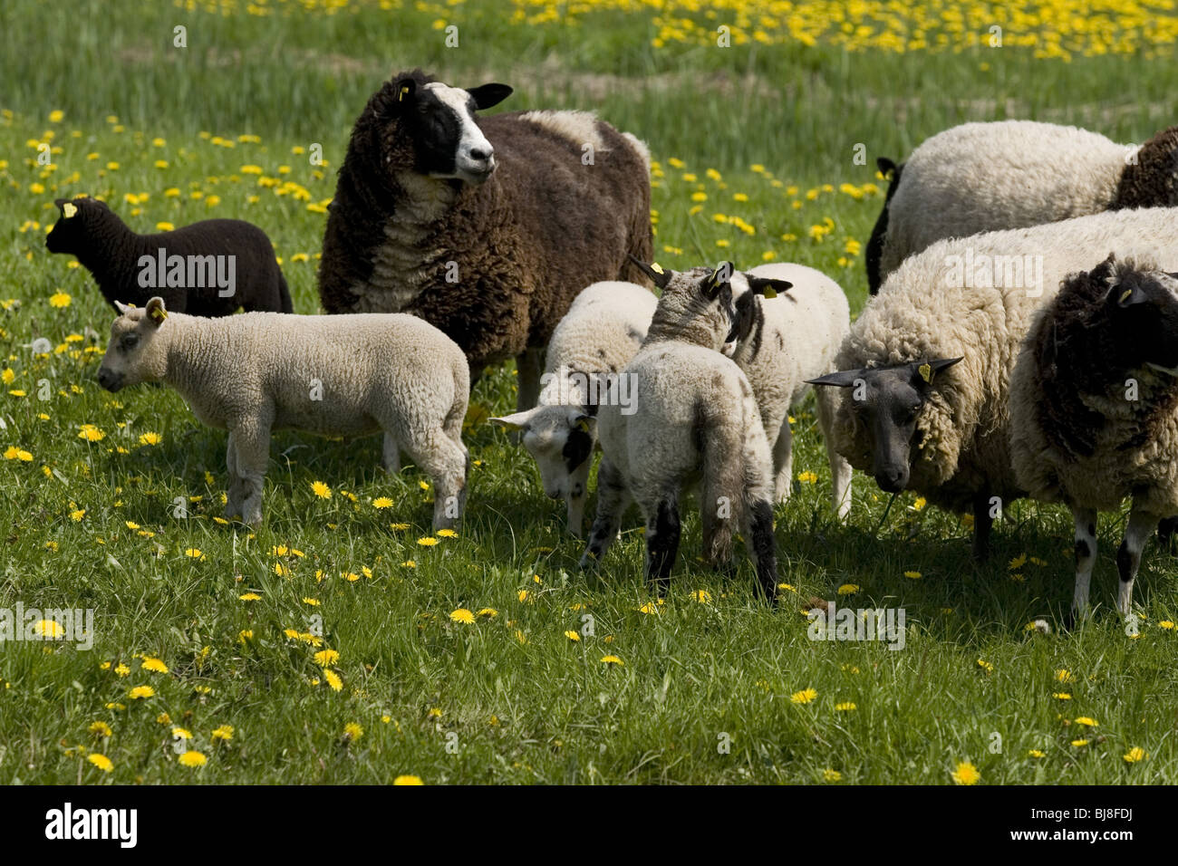 Bio sheep hi-res stock photography and images - Alamy