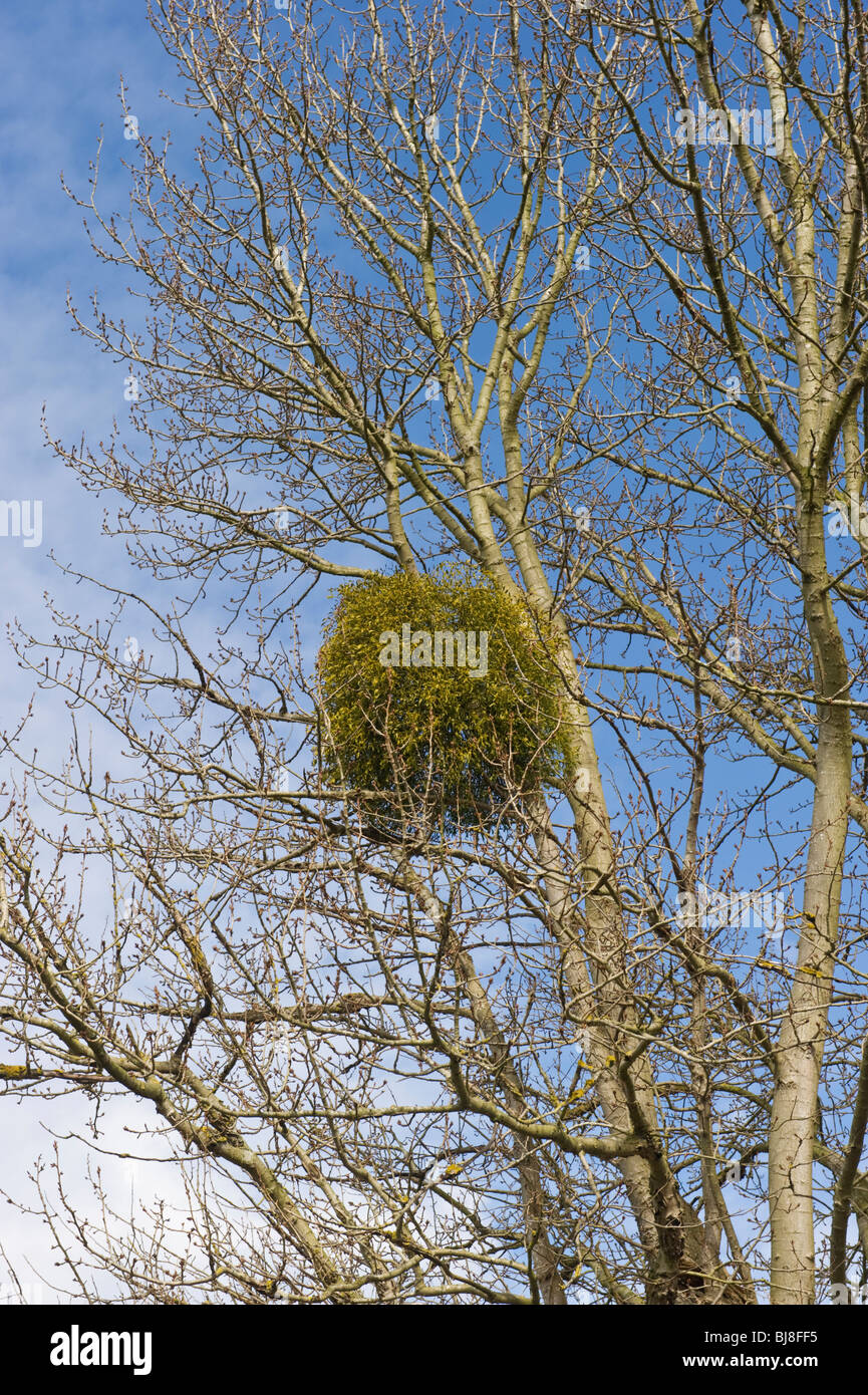 Mistletoe a wild parasitic plant growing high in Winter bare tree ...