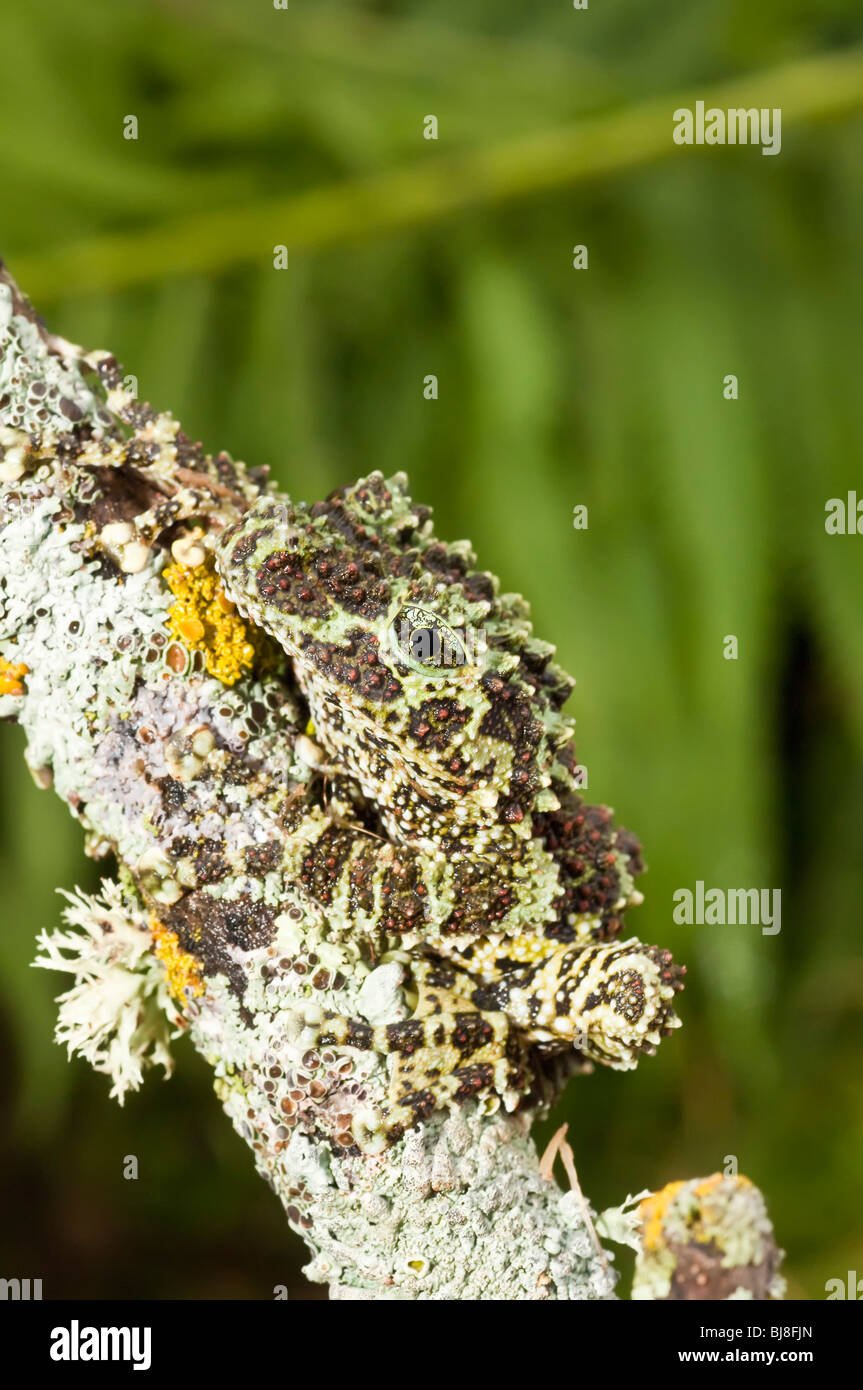Vietnamese mossy frog hi-res stock photography and images - Alamy
