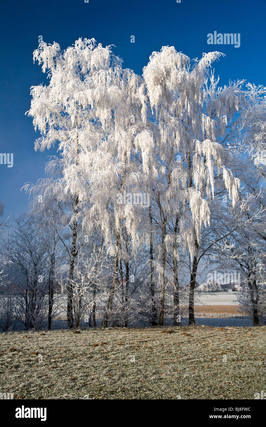 White frosted tree in December Stock Photo - Alamy