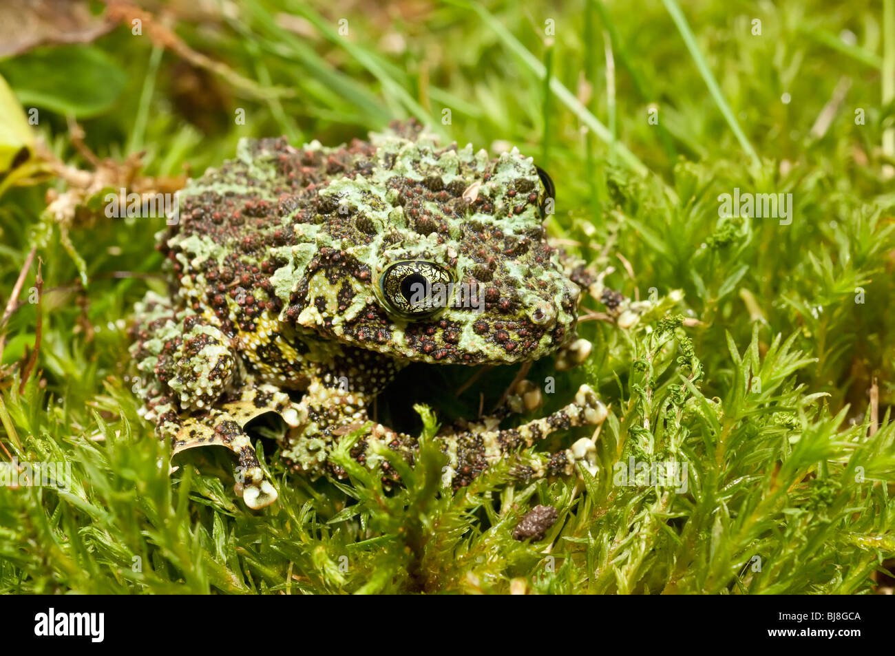 Tonkin bug eyed frog hi-res stock photography and images - Alamy