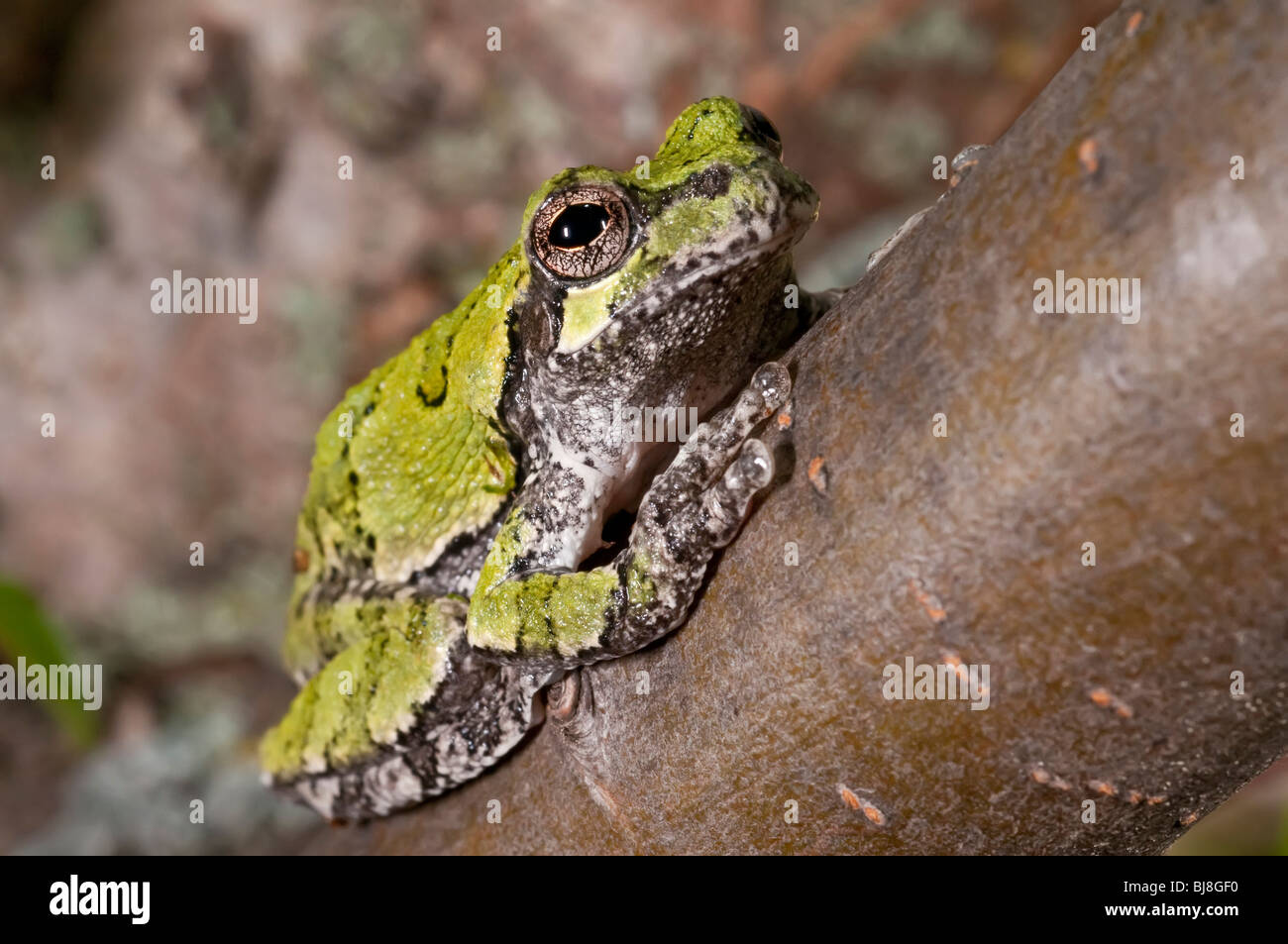 Grey tree frog hi-res stock photography and images - Alamy