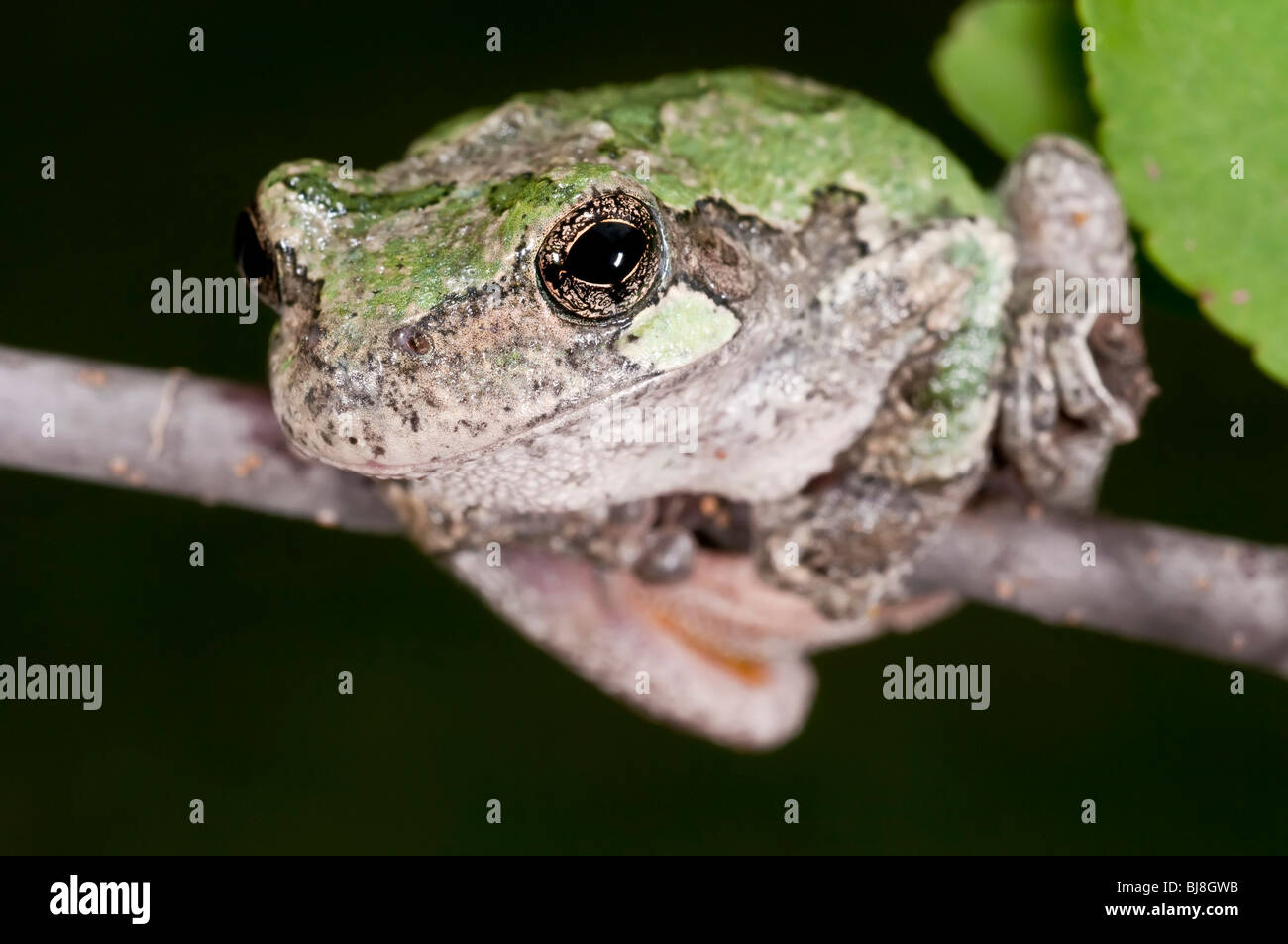 Tetraploid gray tree frog hi-res stock photography and images - Alamy