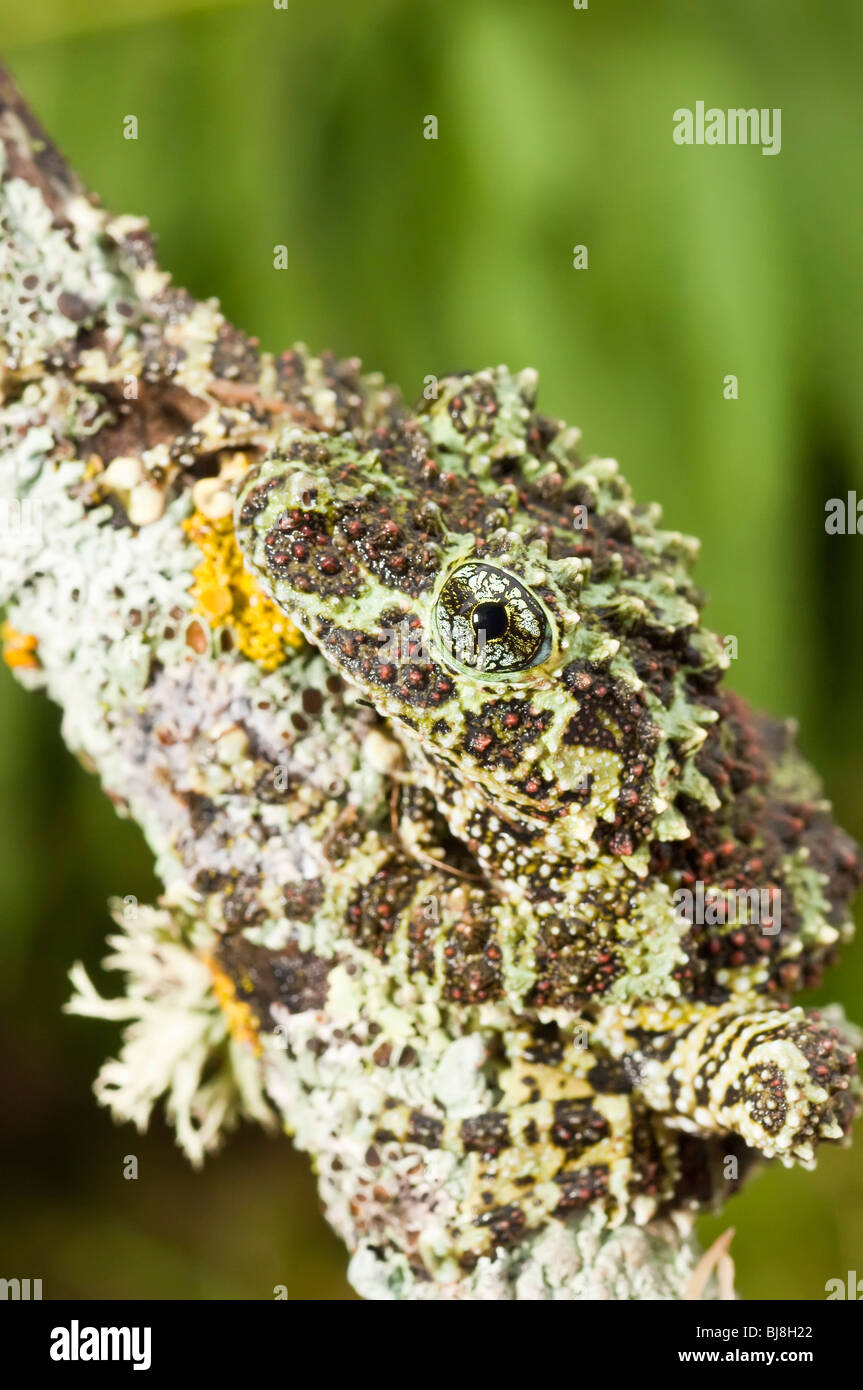 The Mossy Frog, Vietnamese Mossy Frog, or Tonkin Bug-eyed Frog ...