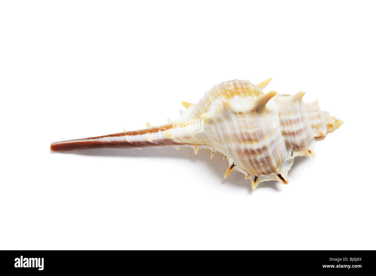 Conch Shell Stock Photos & Conch Shell Stock Images - Alamy