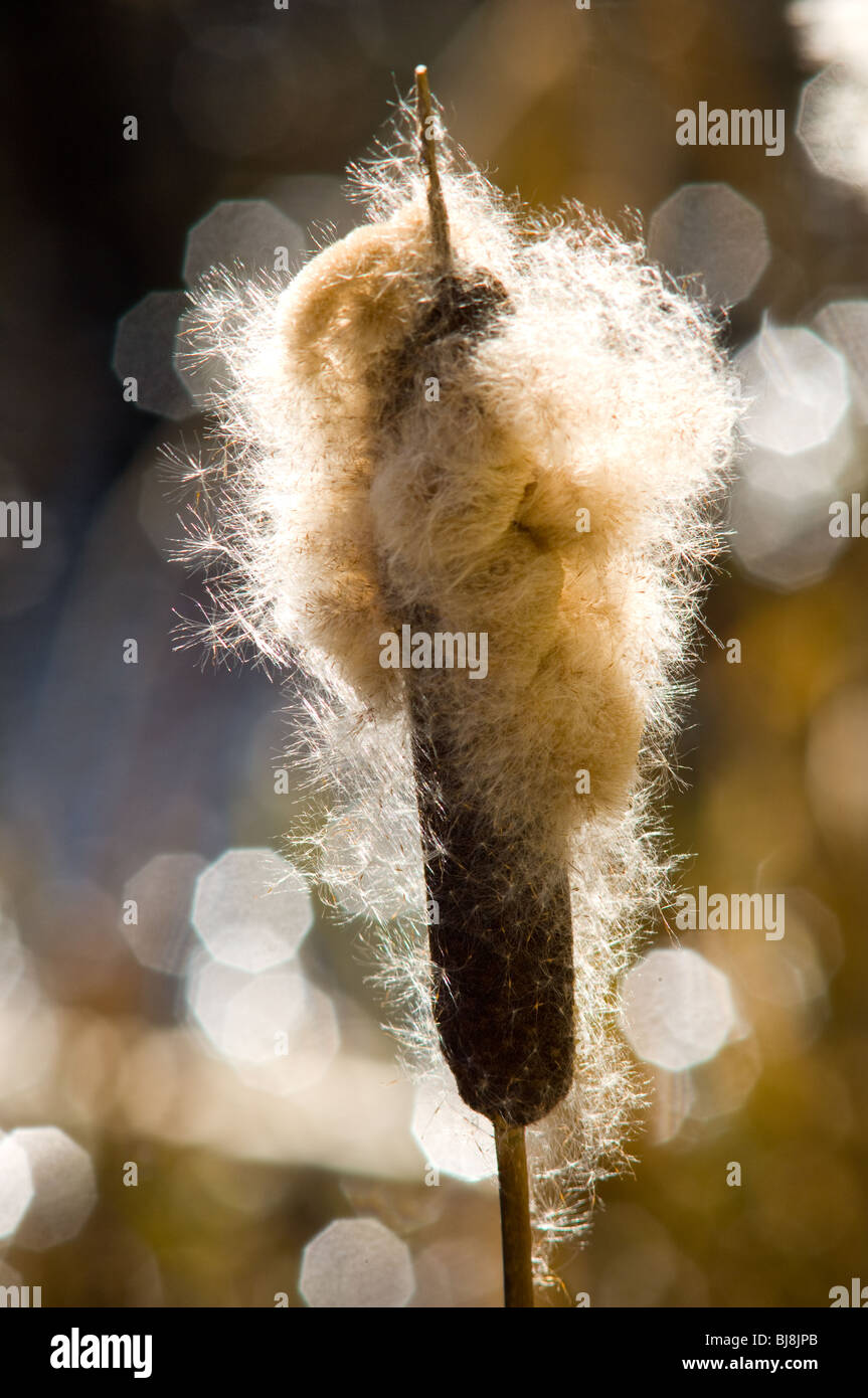 Typha seeds hi-res stock photography and images - Alamy