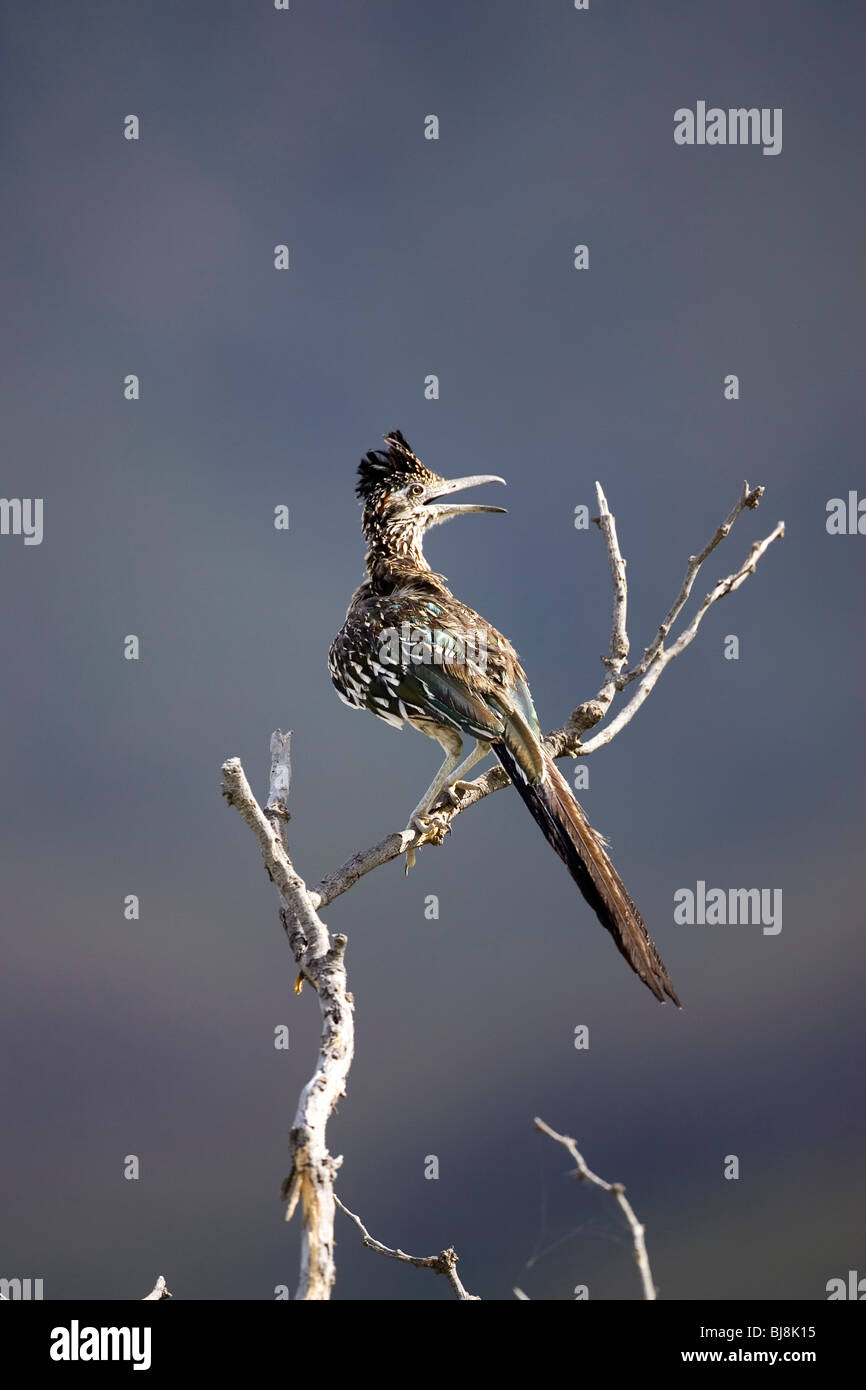 Roadrunner birds hi-res stock photography and images - Alamy