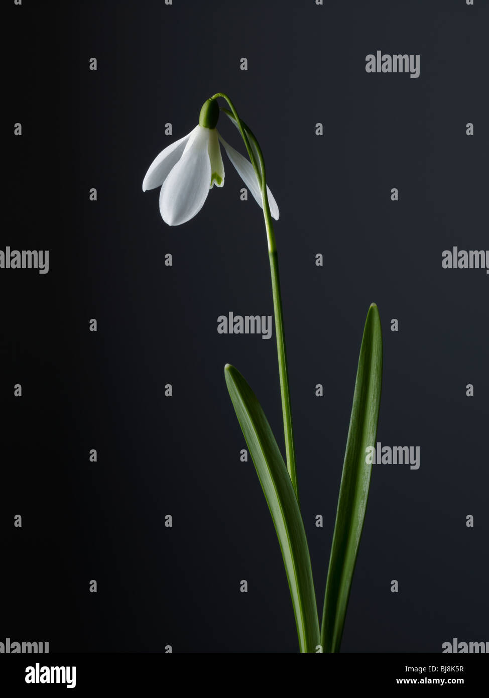 White snowdrops dark background hi-res stock photography and images - Alamy