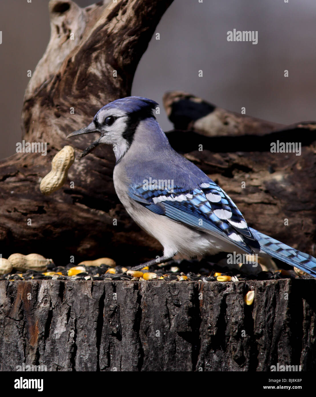 Bluejay eating hi-res stock photography and images - Alamy